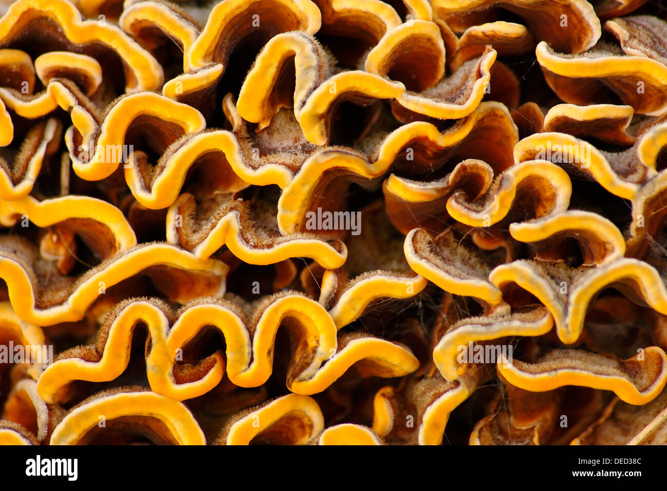 Close-up of Hairy Curtain Crust Fungus (Stereum Hirsutum) in the Peak ...