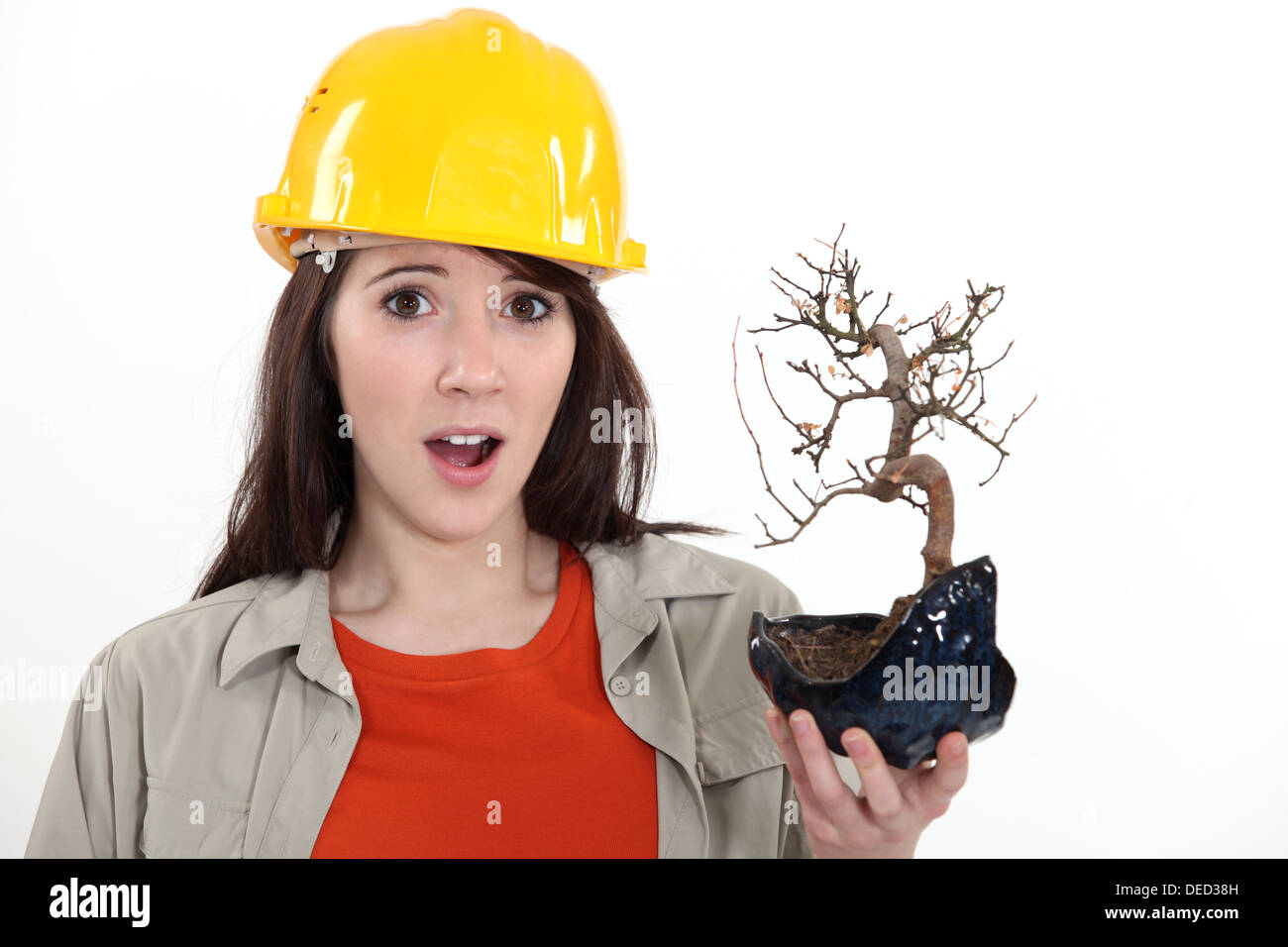 Construction worker holding a dead bonsai Stock Photo - Alamy