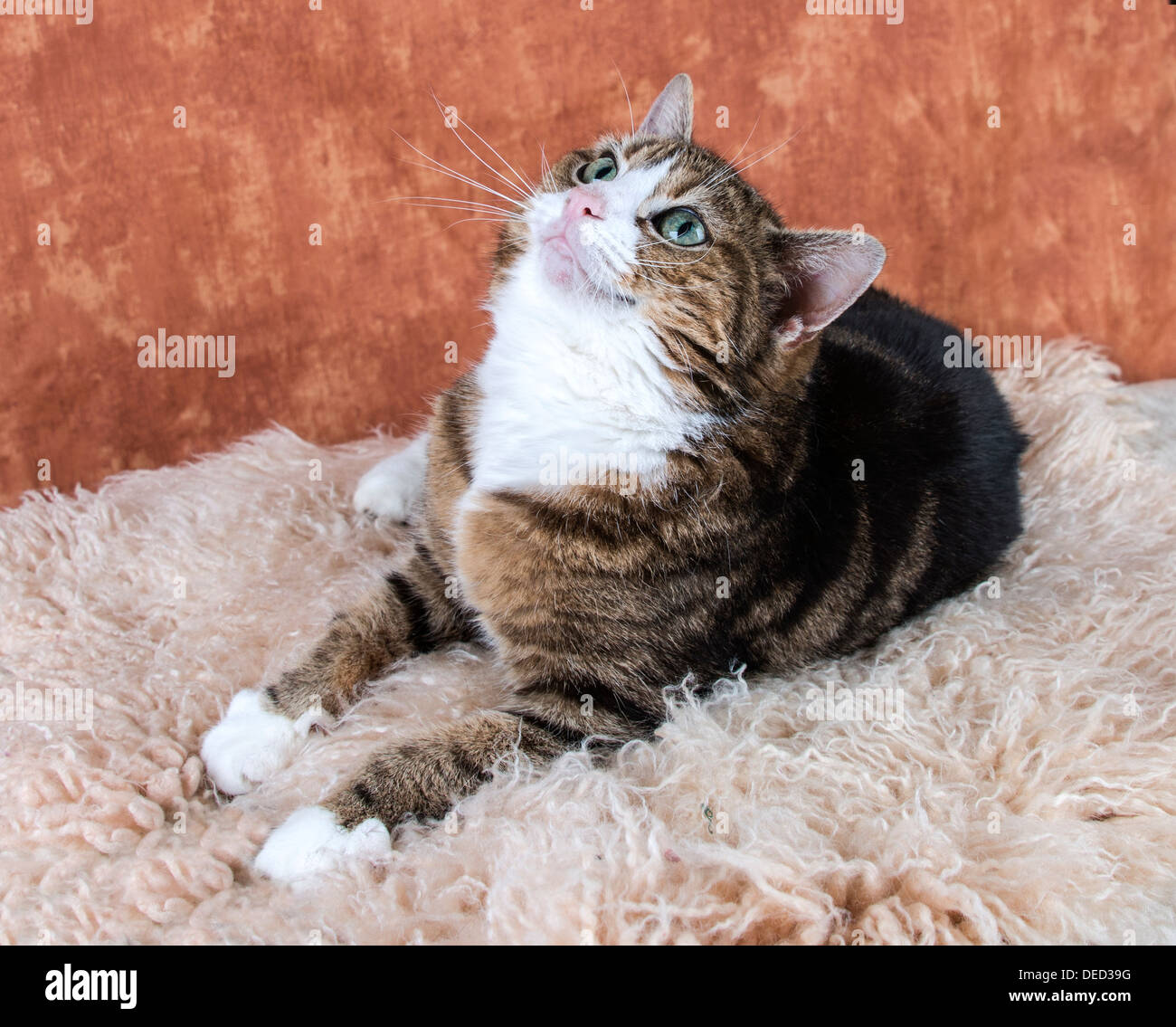 Beautiful tabby cat portrait Stock Photo - Alamy