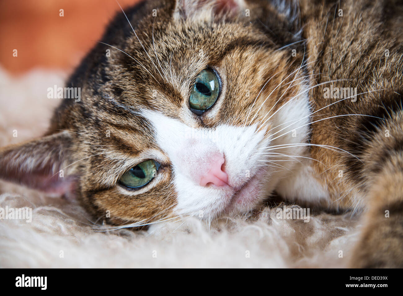 Beautiful tabby cat portrait Stock Photo - Alamy