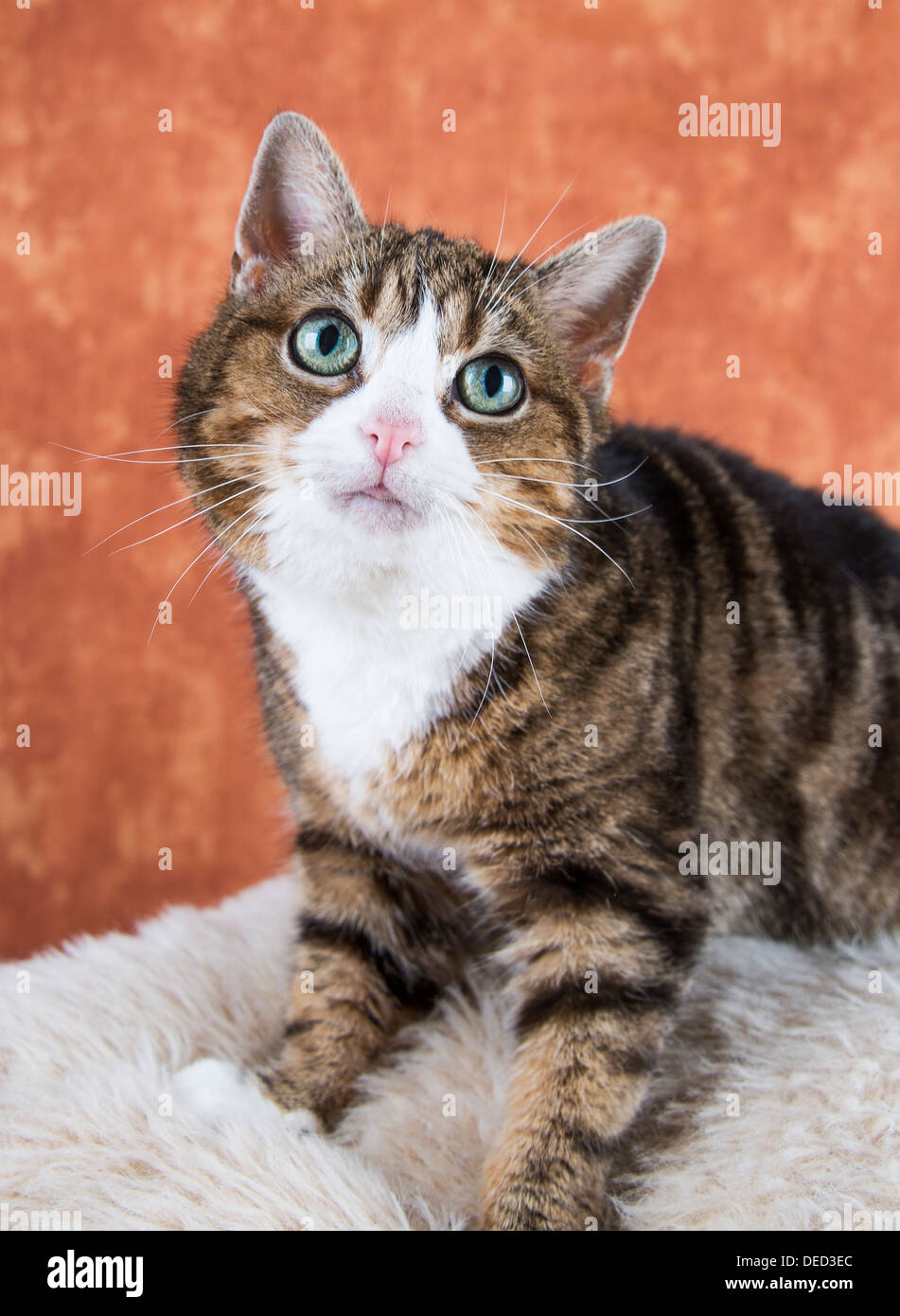 Beautiful tabby cat portrait Stock Photo - Alamy