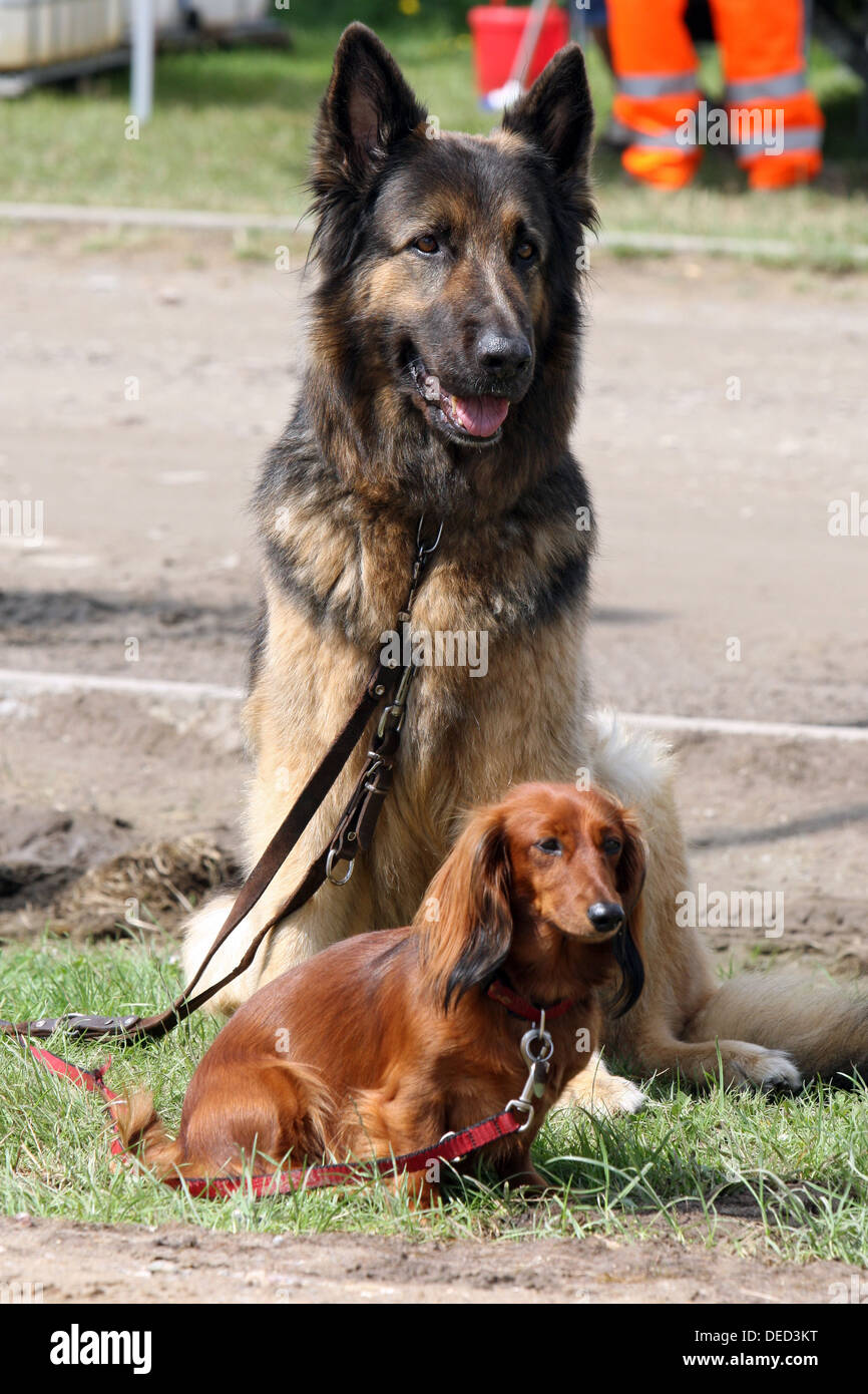 Old german shepherd dogs hi-res stock photography and images - Alamy