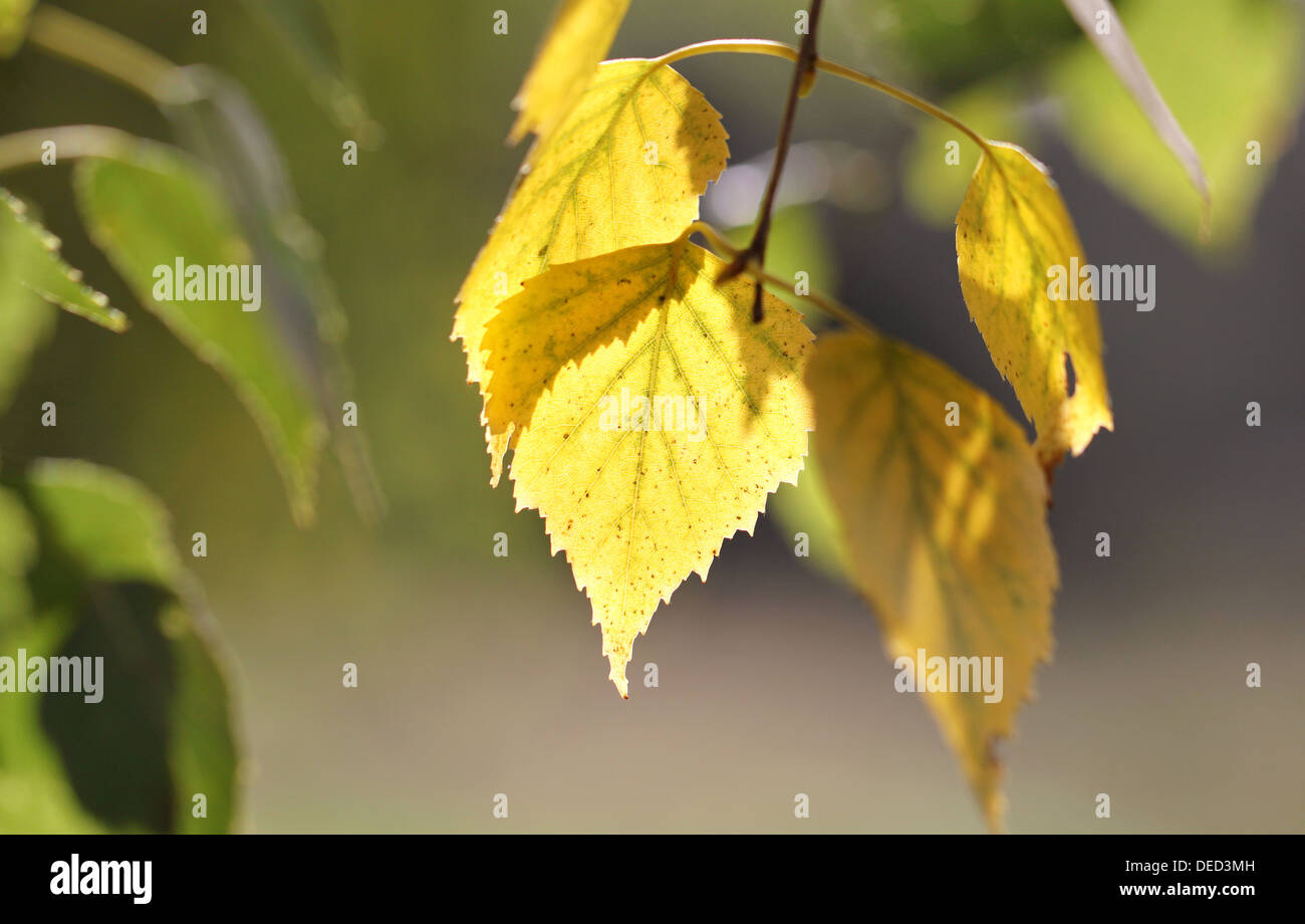 Yellow birch leaves on a green background Stock Photo - Alamy