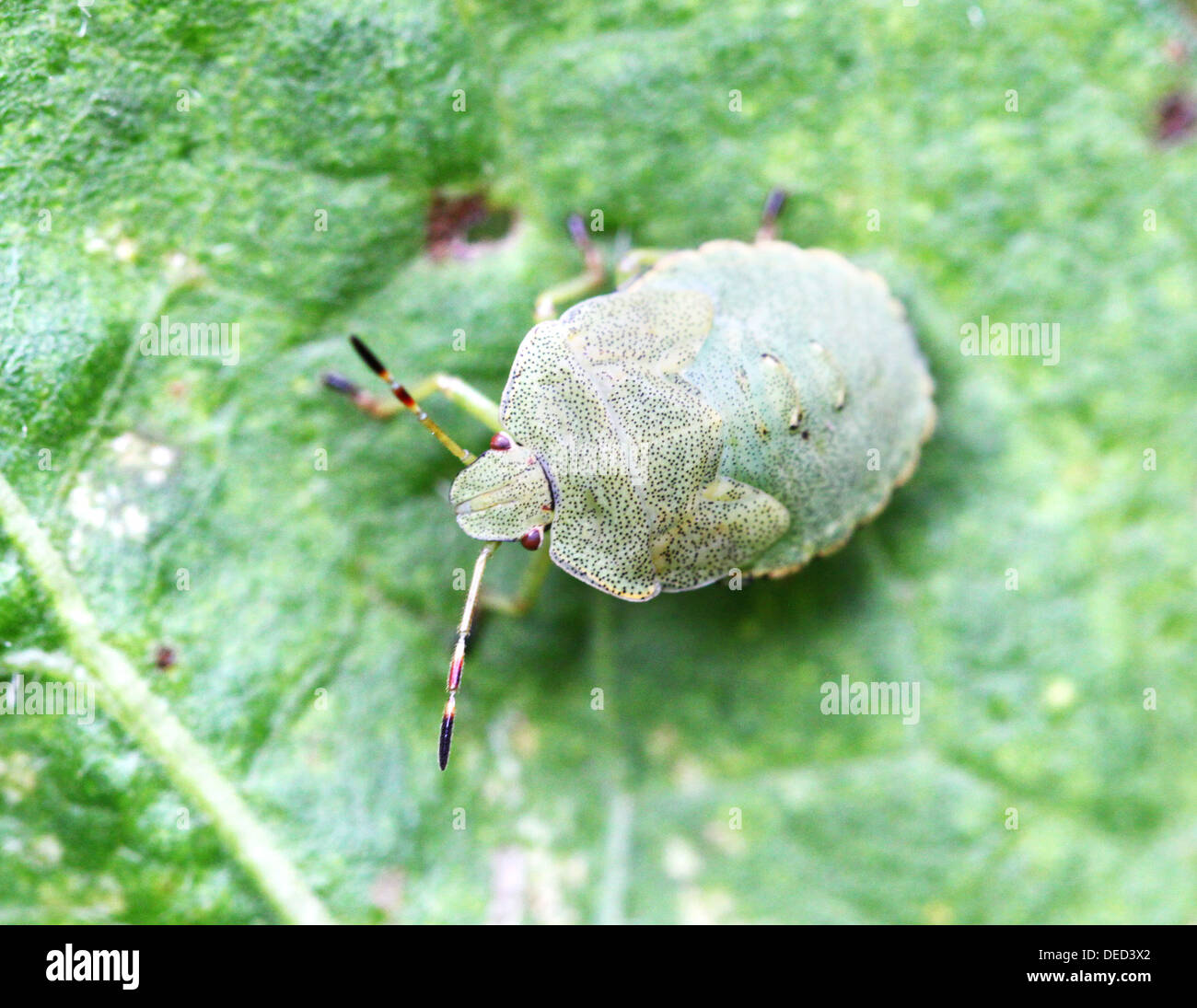 Green bug sitting on a green leaf Stock Photo - Alamy