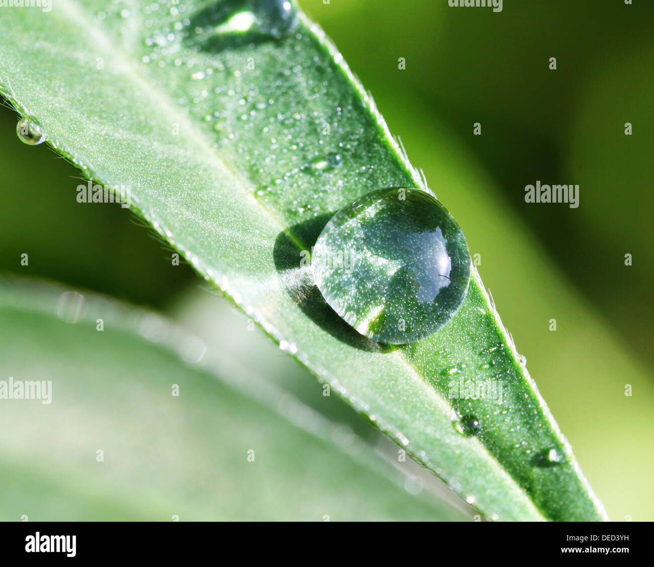 Crystal clear water on leaf hi-res stock photography and images - Alamy