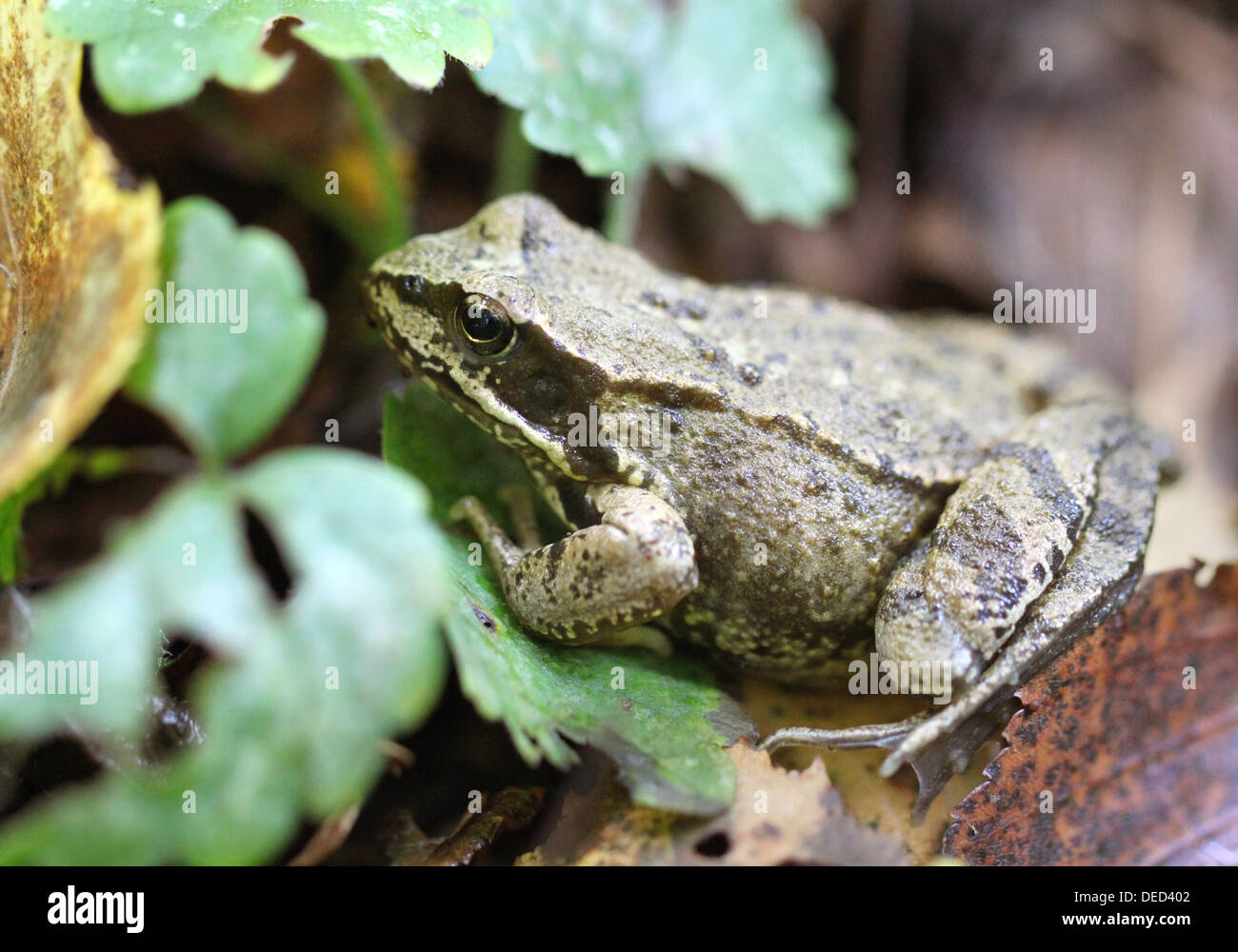 Green frog sitting on the ground among green leaves Stock Photo - Alamy