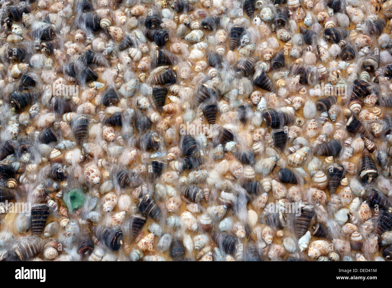 Dubai, United Arab Emirates, Case of sea snails on the beach Stock ...