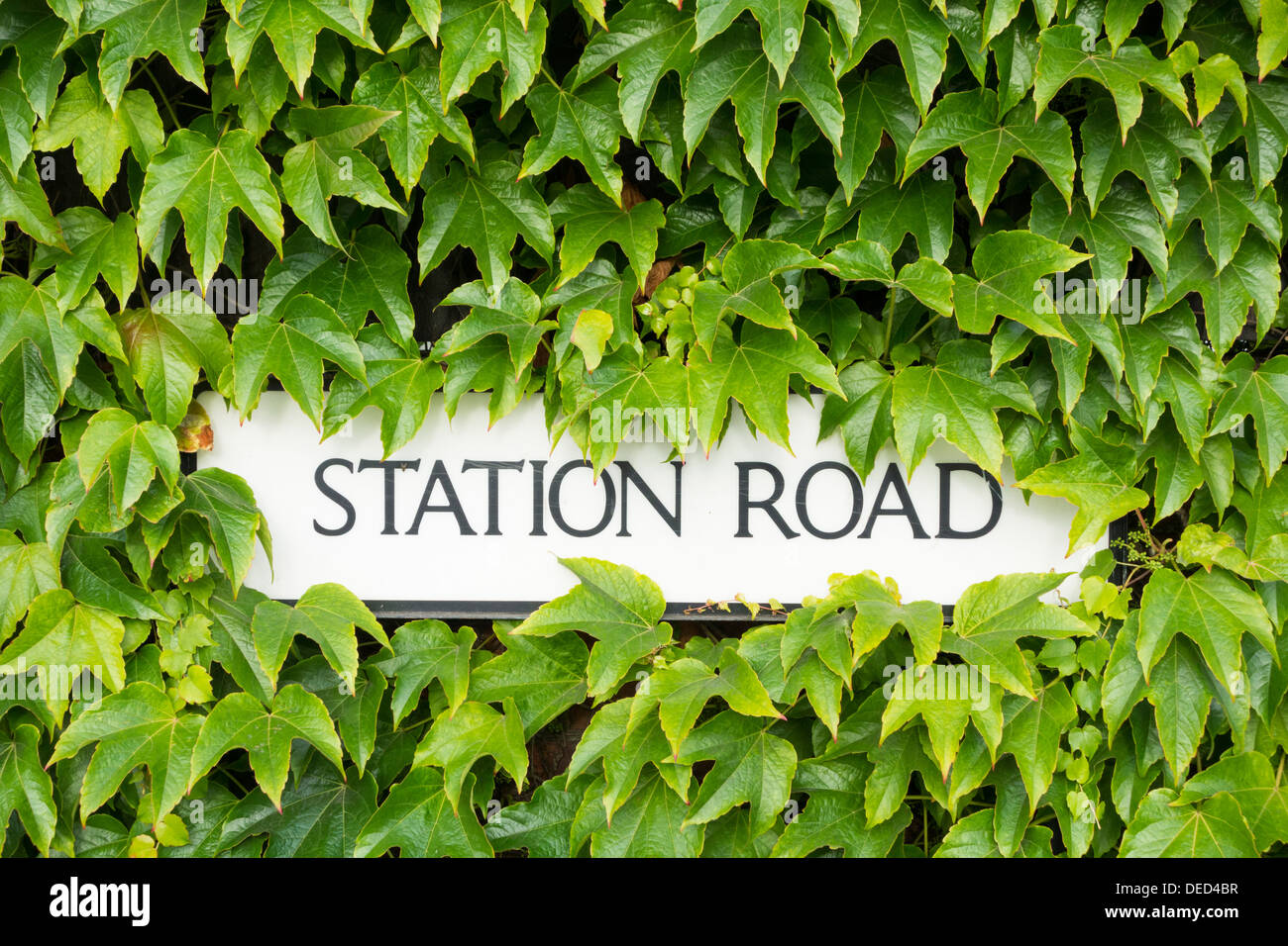 Boston Ivy Vine (parthenocissus tricuspidata) in Summer colours around ...