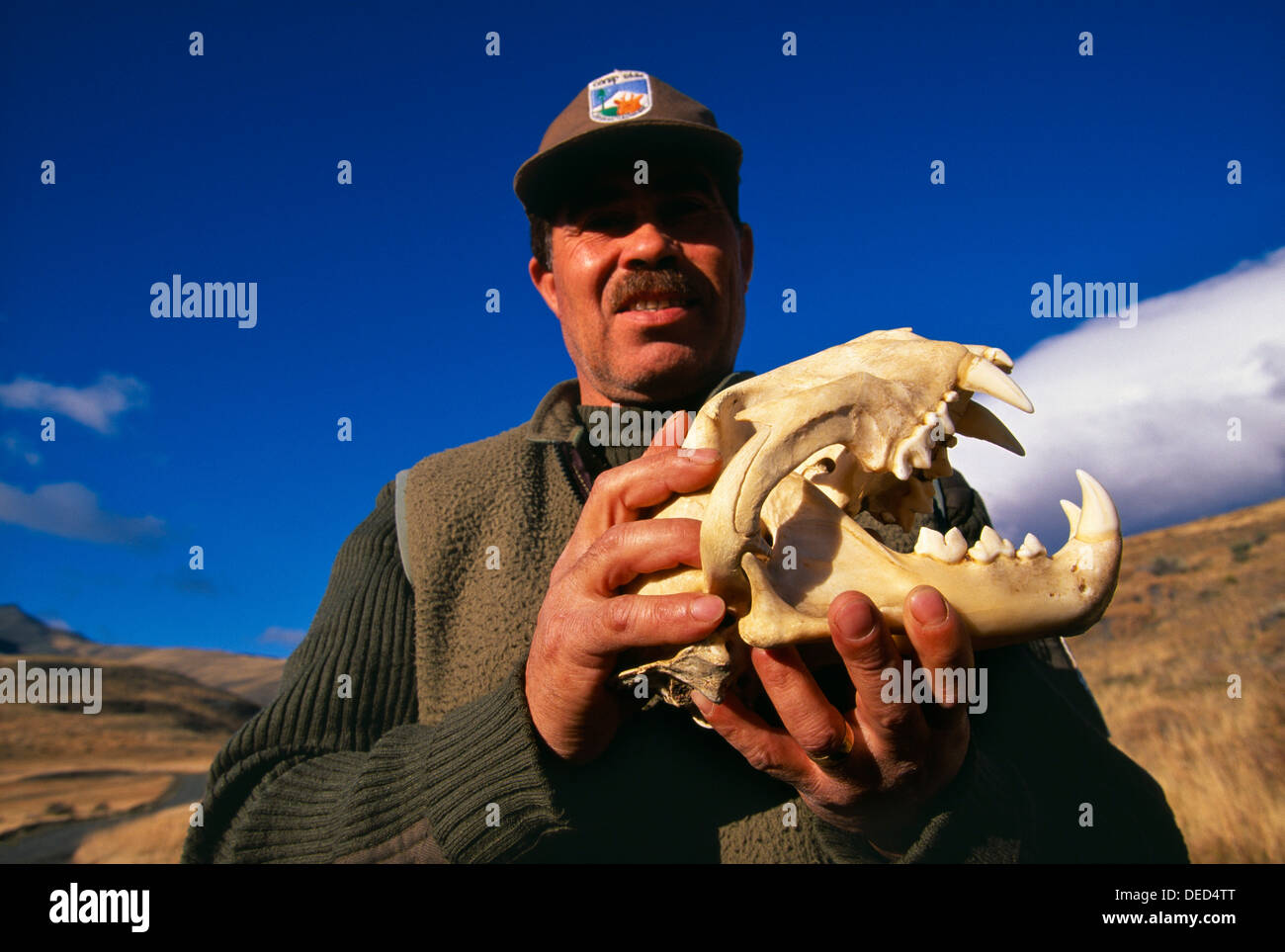 Puma skull Torres del Paine National Park UNESCO World Biosphere ...