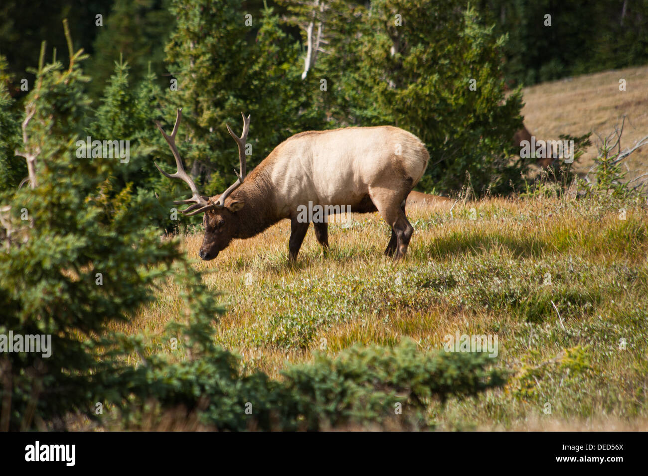 Elk at rocky mountain national park hi-res stock photography and images ...