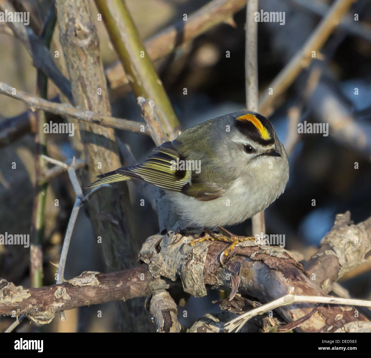 Golden crowned kinglet hi-res stock photography and images - Alamy