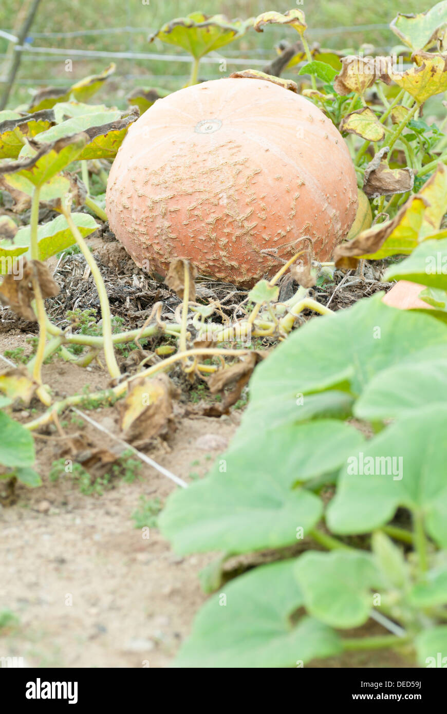 Large Pumpkin Growing in Allotment Stock Photo - Alamy