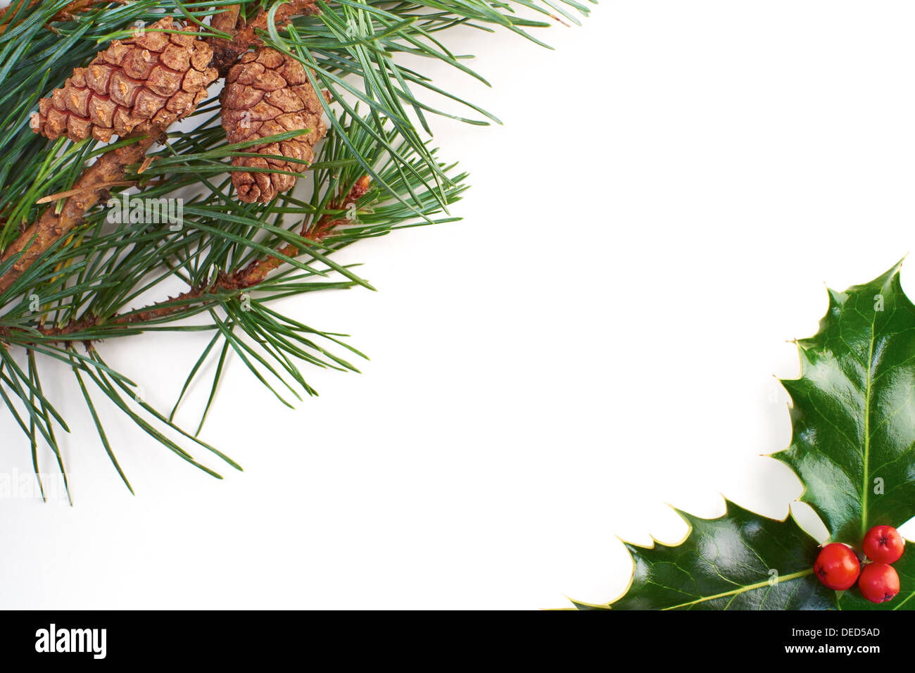 Holly cone hi-res stock photography and images - Alamy