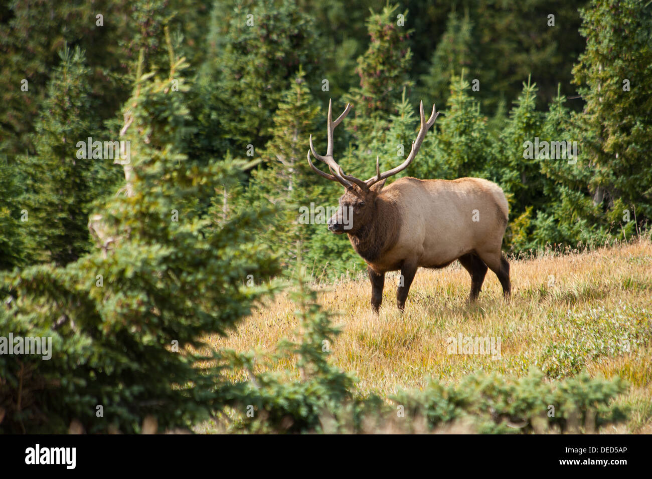 Bull elk in rocky mountain hi-res stock photography and images - Alamy