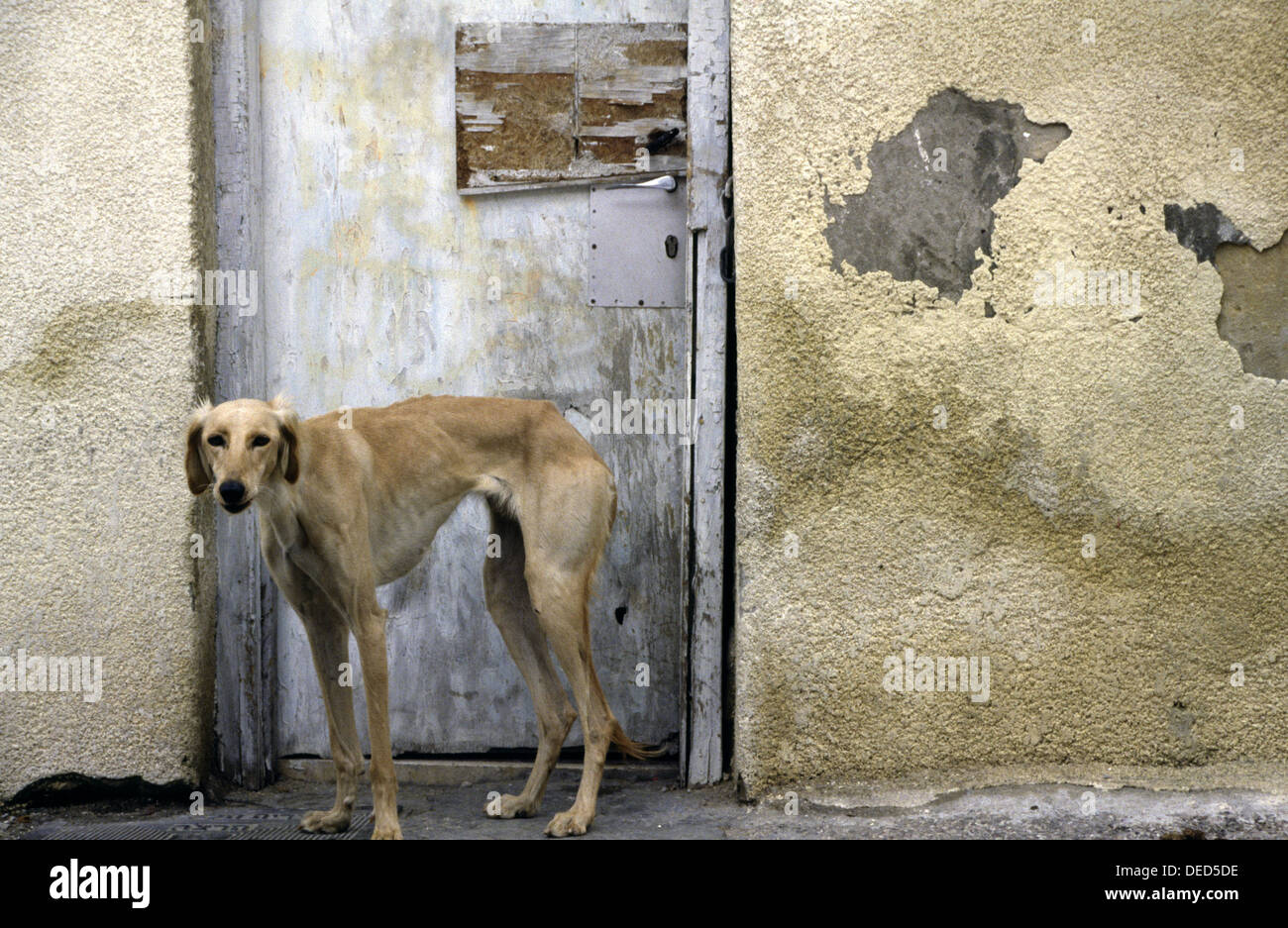 Description A Sighthound also called Gazehound dog standing next to run ...