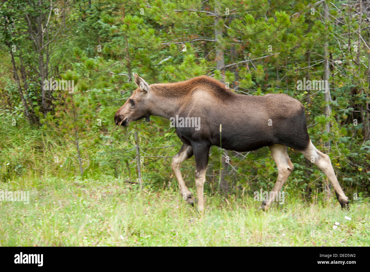 Moose calf hi-res stock photography and images - Alamy