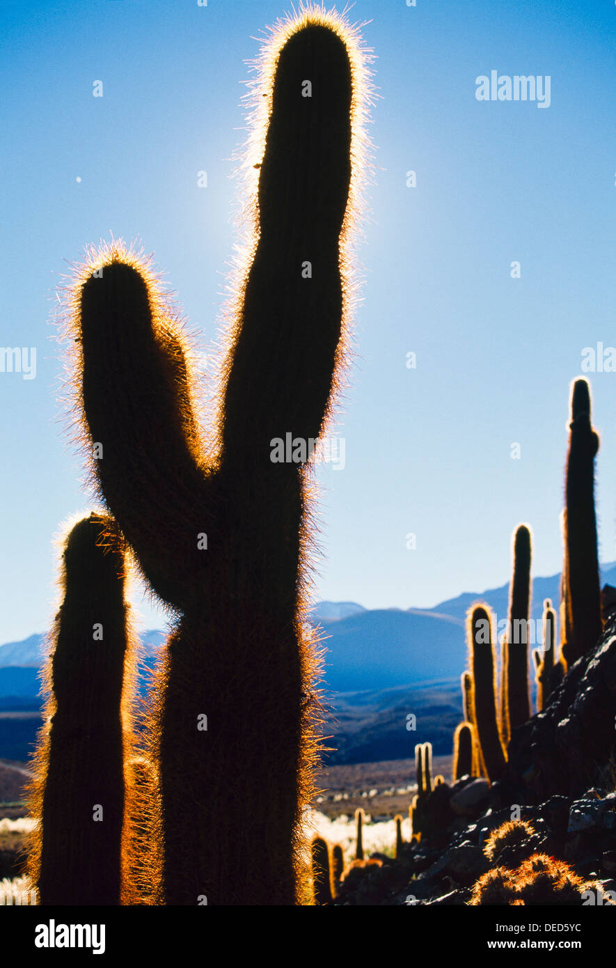 Cactus from the atacama desert hi-res stock photography and images - Alamy