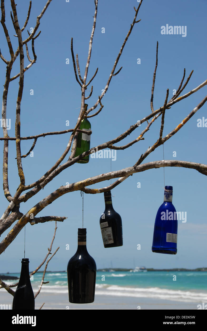 Beach bar. Bottles hanging from a tree in the Galapagos Stock Photo - Alamy