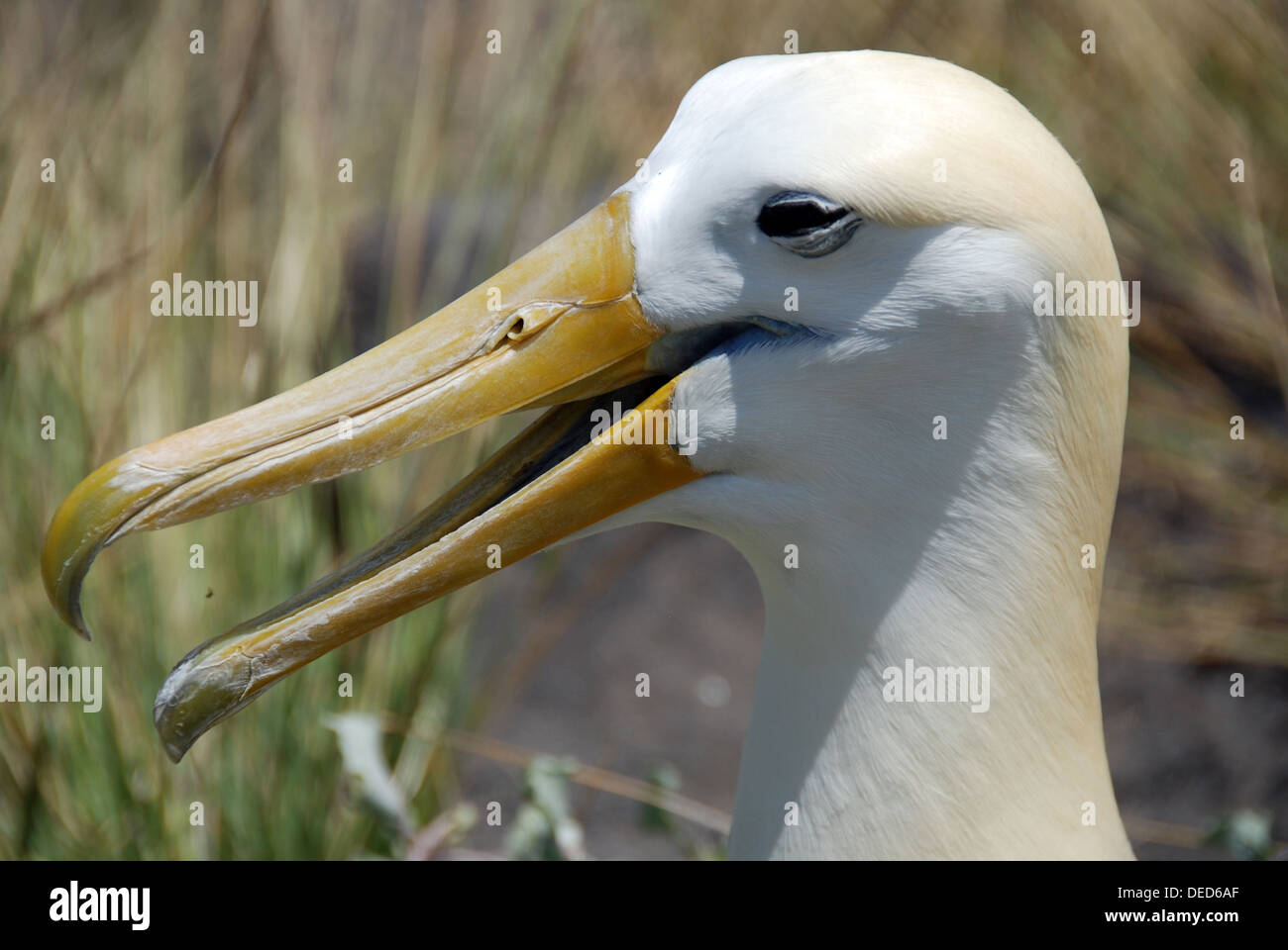 Waved Albatross, Galapagos Stock Photo - Alamy