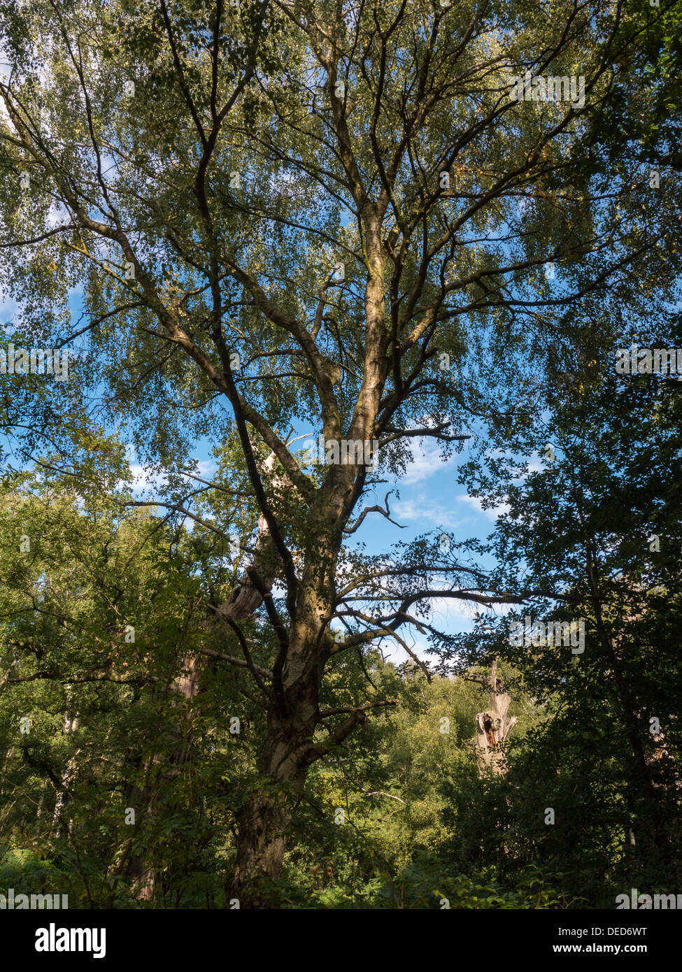 Sherwood Forest Visitor Center near Nottingham, United Kingdom Stock ...