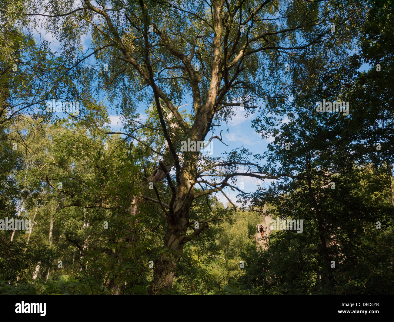 Sherwood forest oak tree hi-res stock photography and images - Alamy