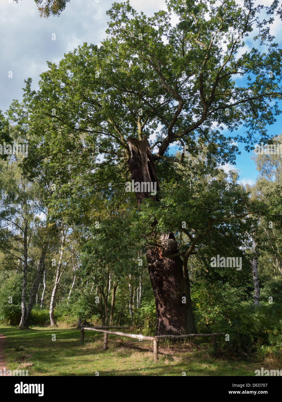 Sherwood forest oak tree hi-res stock photography and images - Alamy