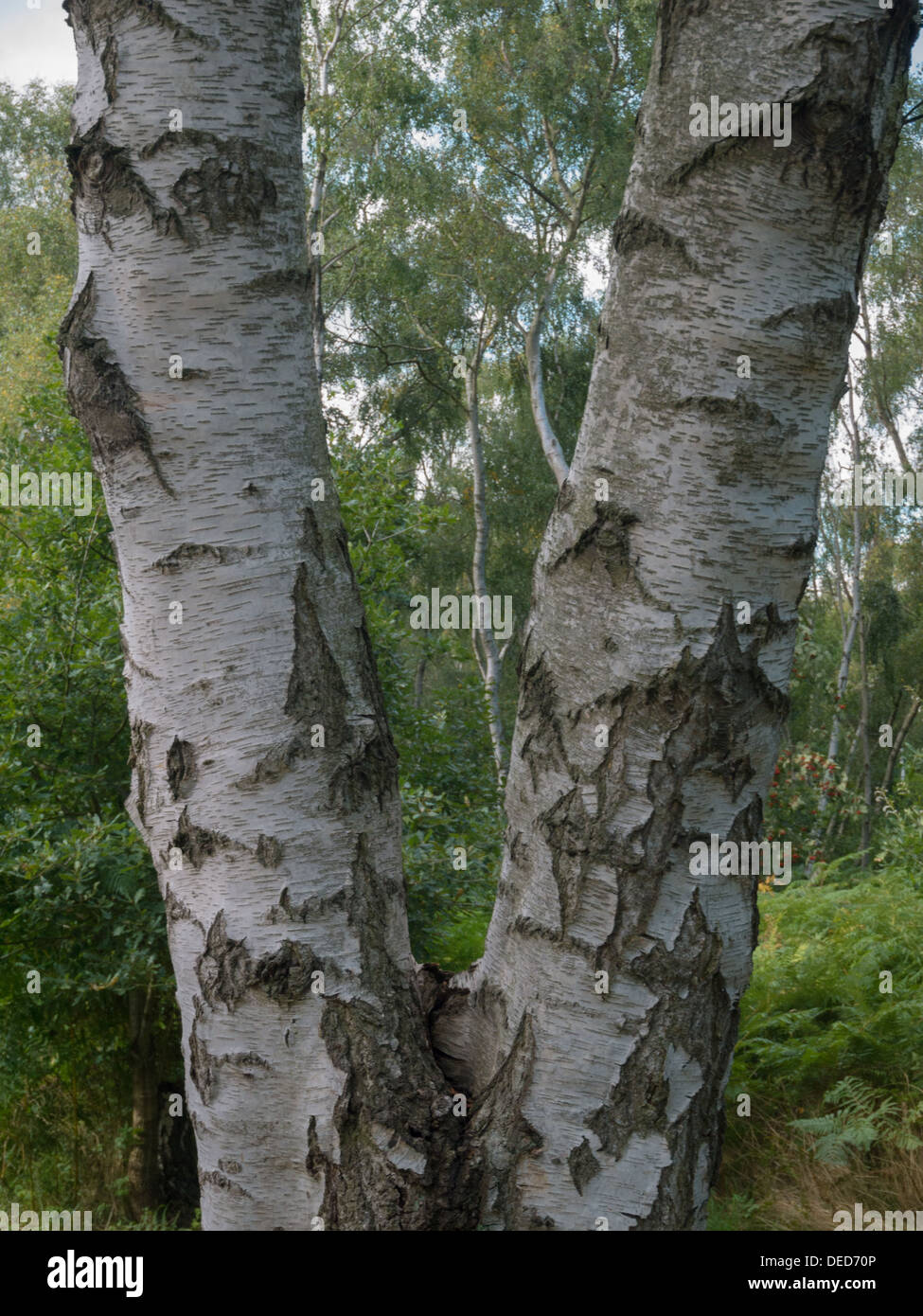 V shape tree hi-res stock photography and images - Alamy