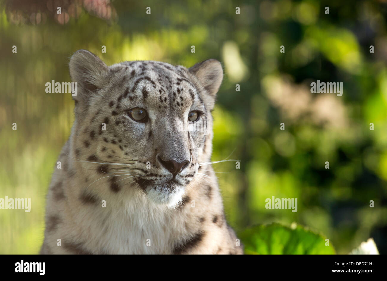 Female snow leopard (head shot Stock Photo - Alamy