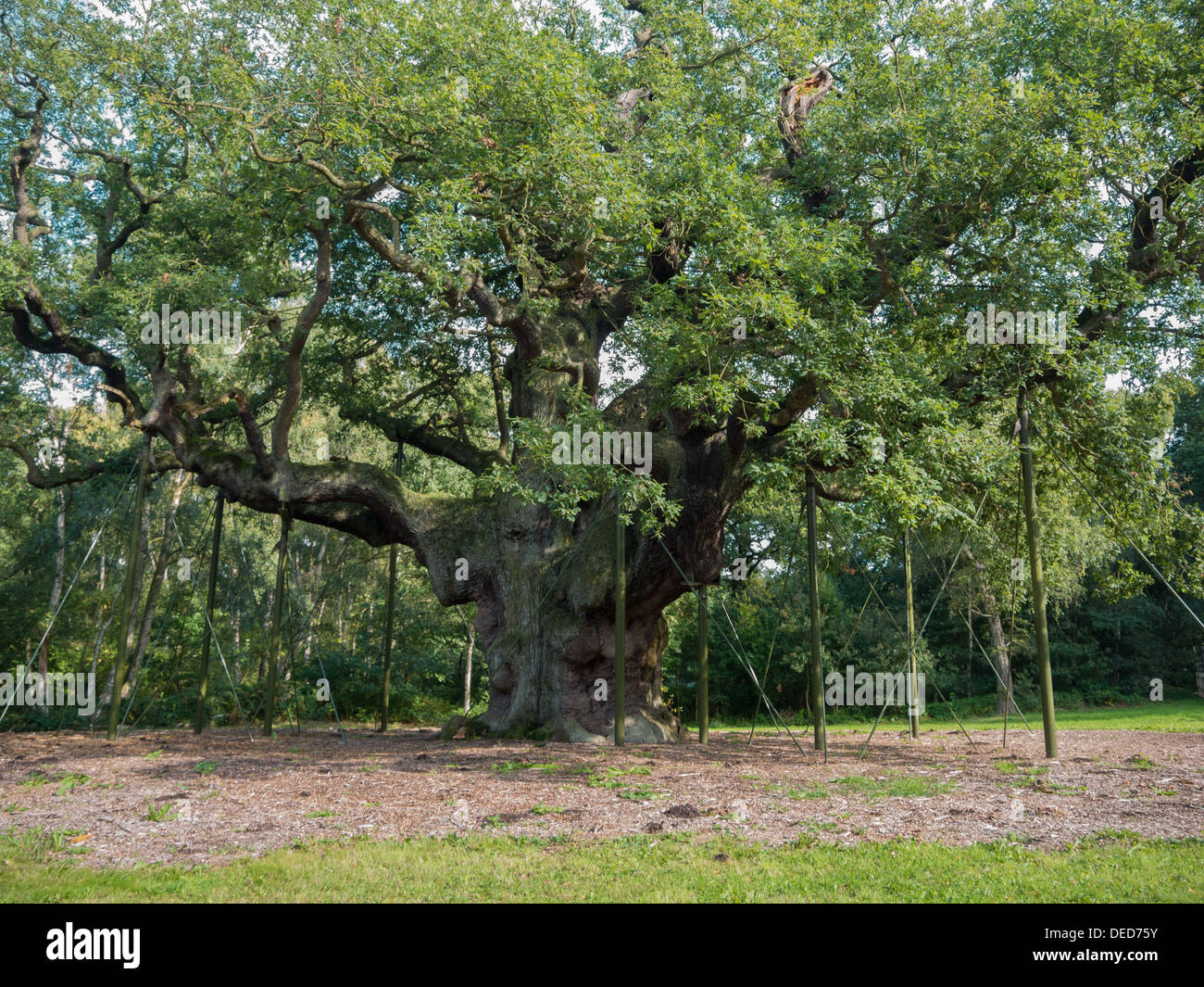 Major Oak Tree at Sherwood Forest Visitor Center near Nottingham Stock ...