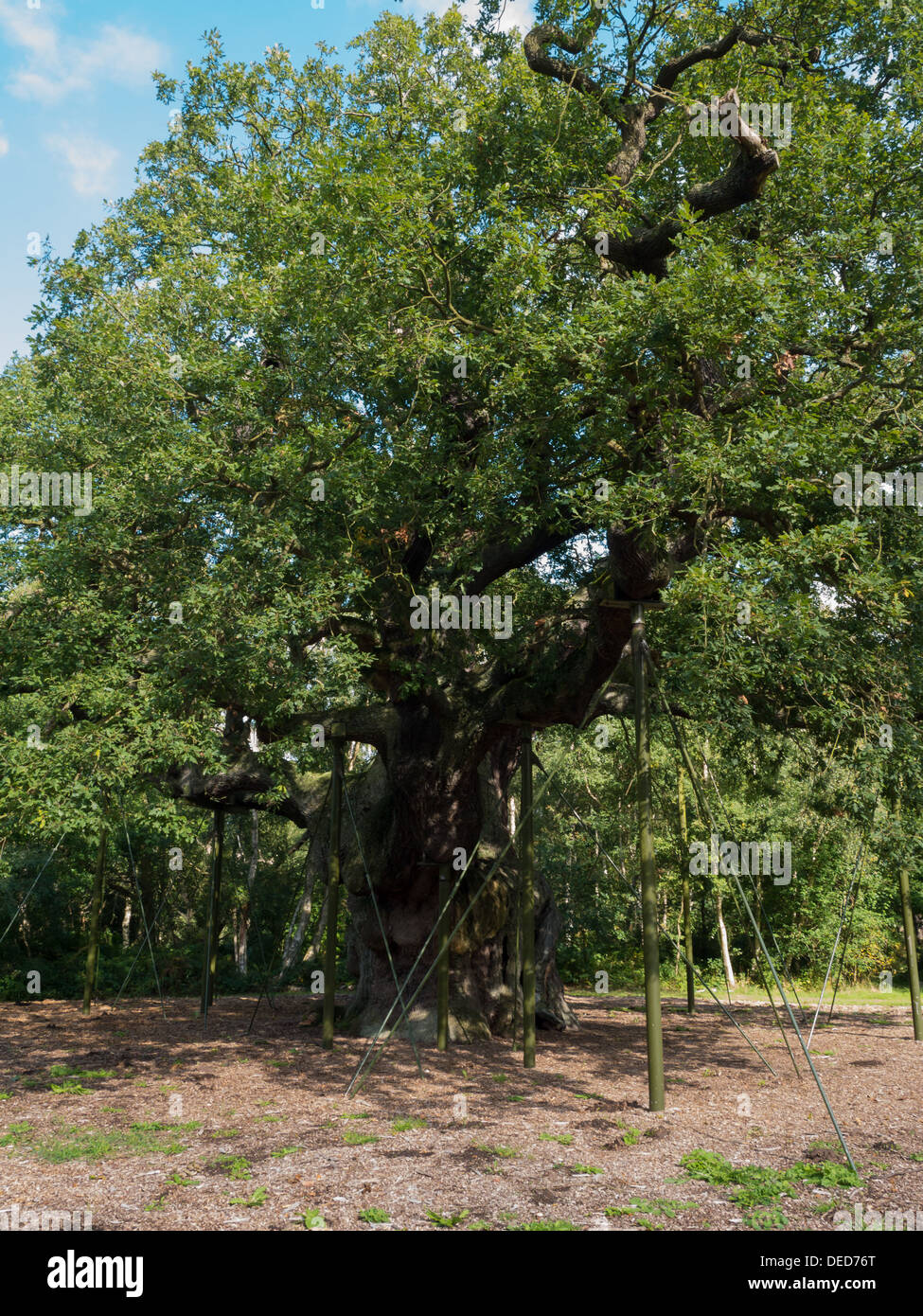 Major Oak Tree at Sherwood Forest Visitor Center near Nottingham Stock ...