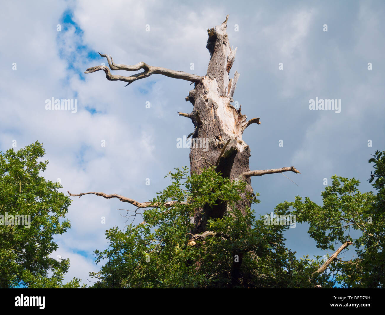 Split oak forest hi-res stock photography and images - Alamy