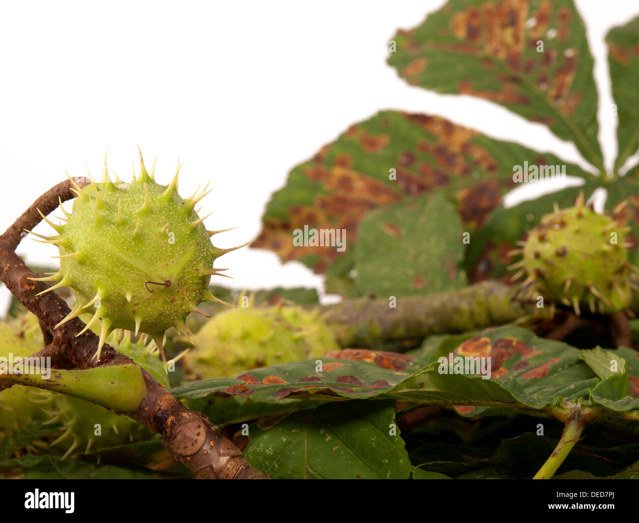 chestnuts with leaves as a background Stock Photo - Alamy
