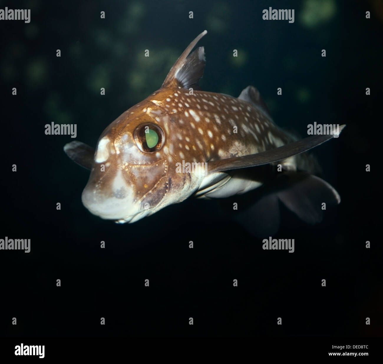 Spotted ratfish hi-res stock photography and images - Alamy