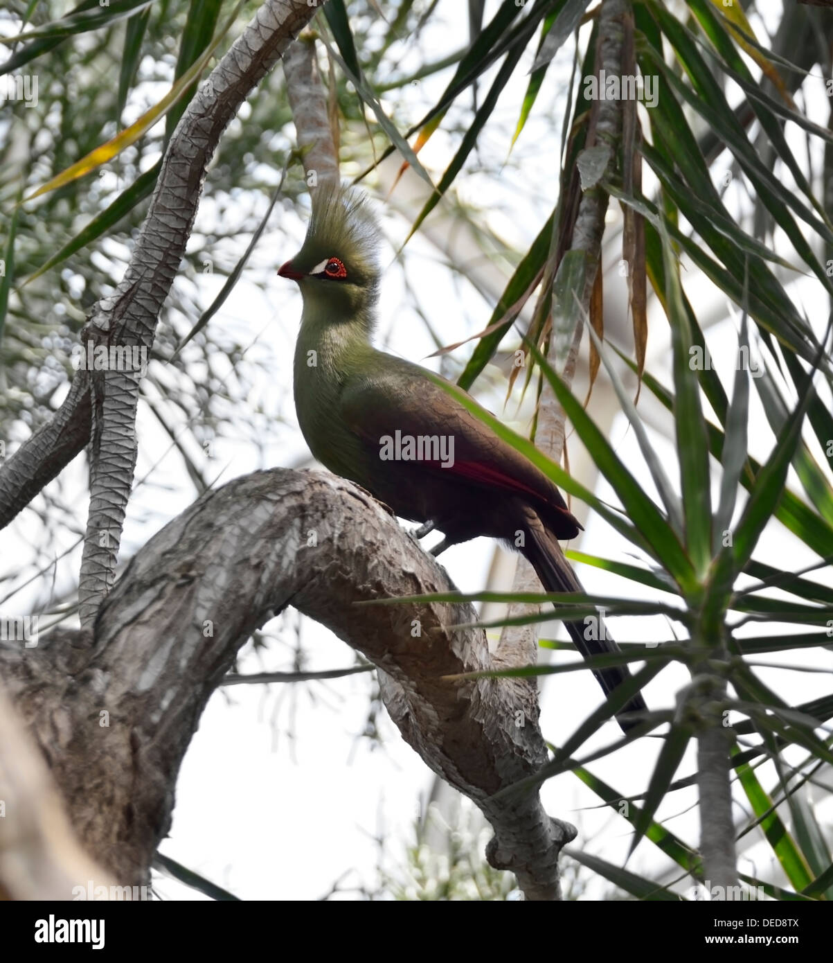 Turaco bird hi-res stock photography and images - Alamy
