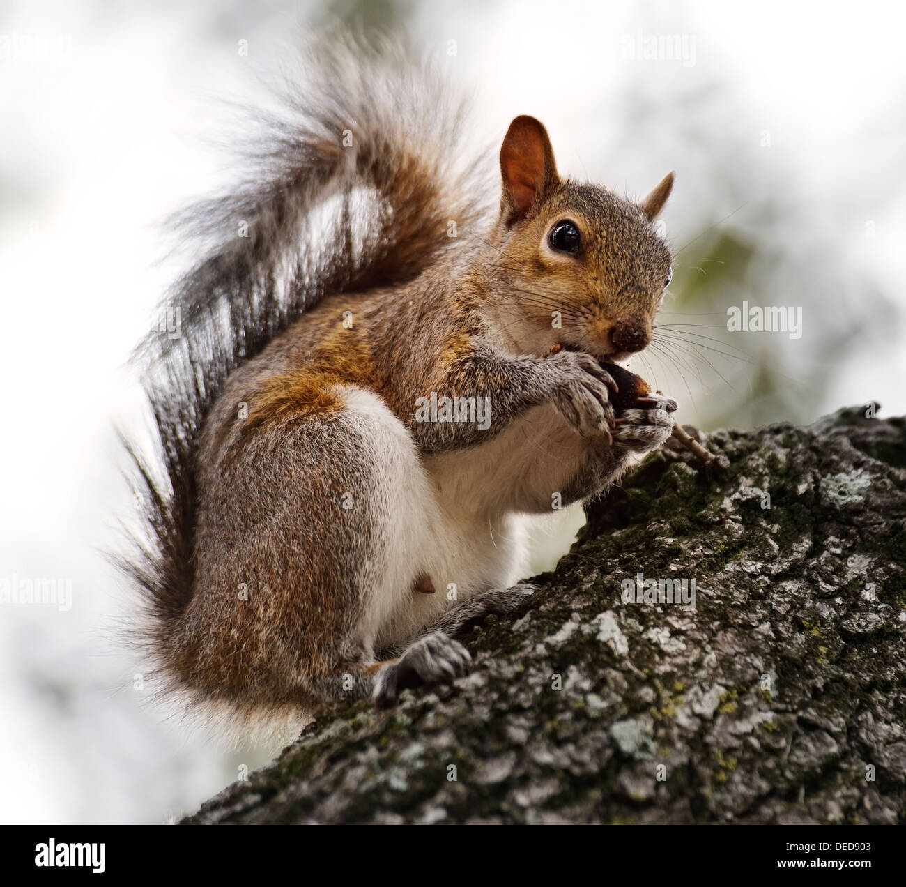Gray squirrel feeding hi-res stock photography and images - Alamy