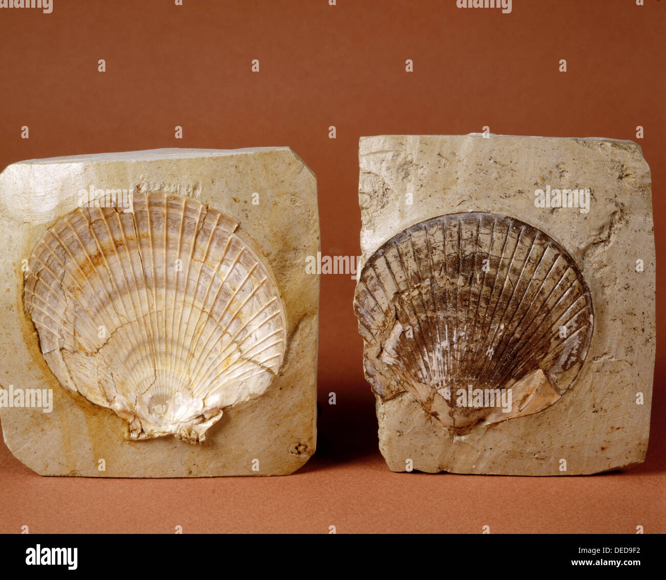 Bivalve Fossils