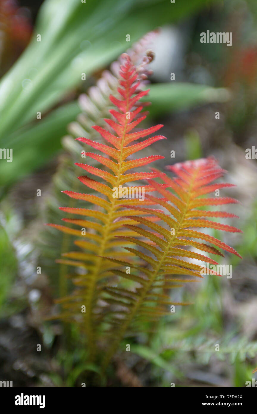 Red young fronds hi-res stock photography and images - Alamy