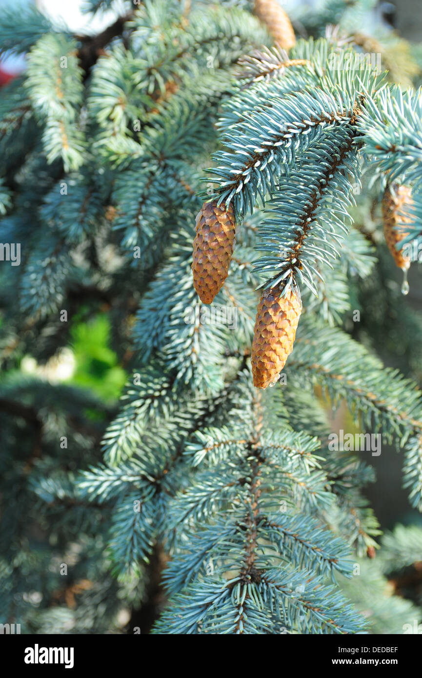 blue fir tree Stock Photo - Alamy