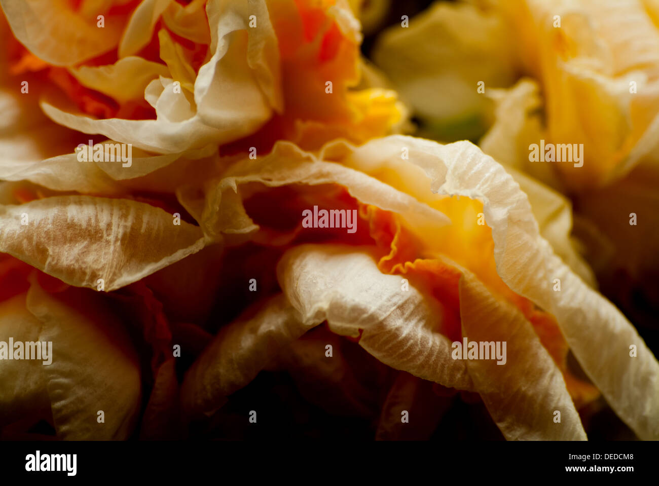 Fading Flowers Still Life 3 Stock Photo - Alamy