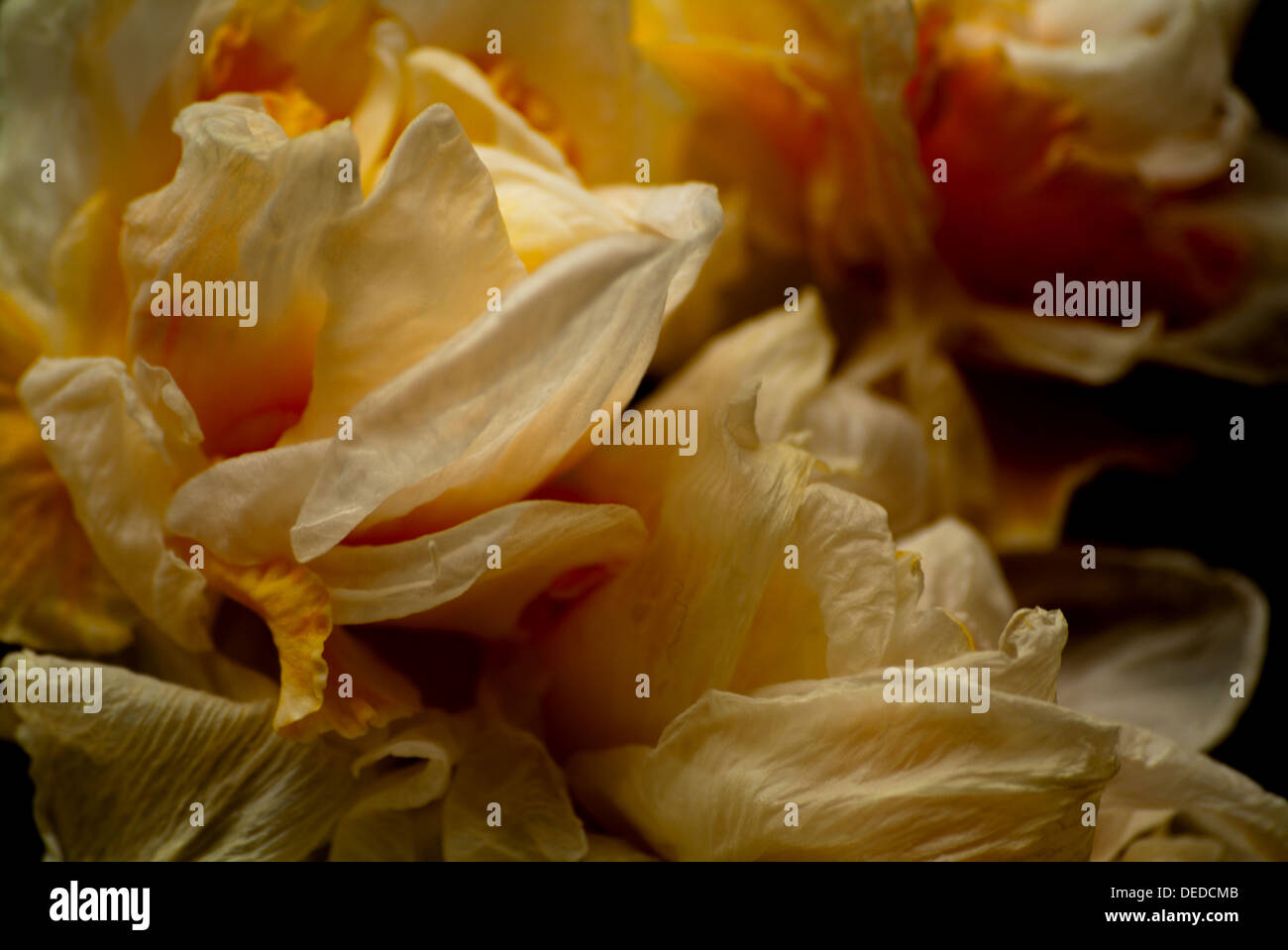 Fading Flowers Still Life 2 Stock Photo - Alamy