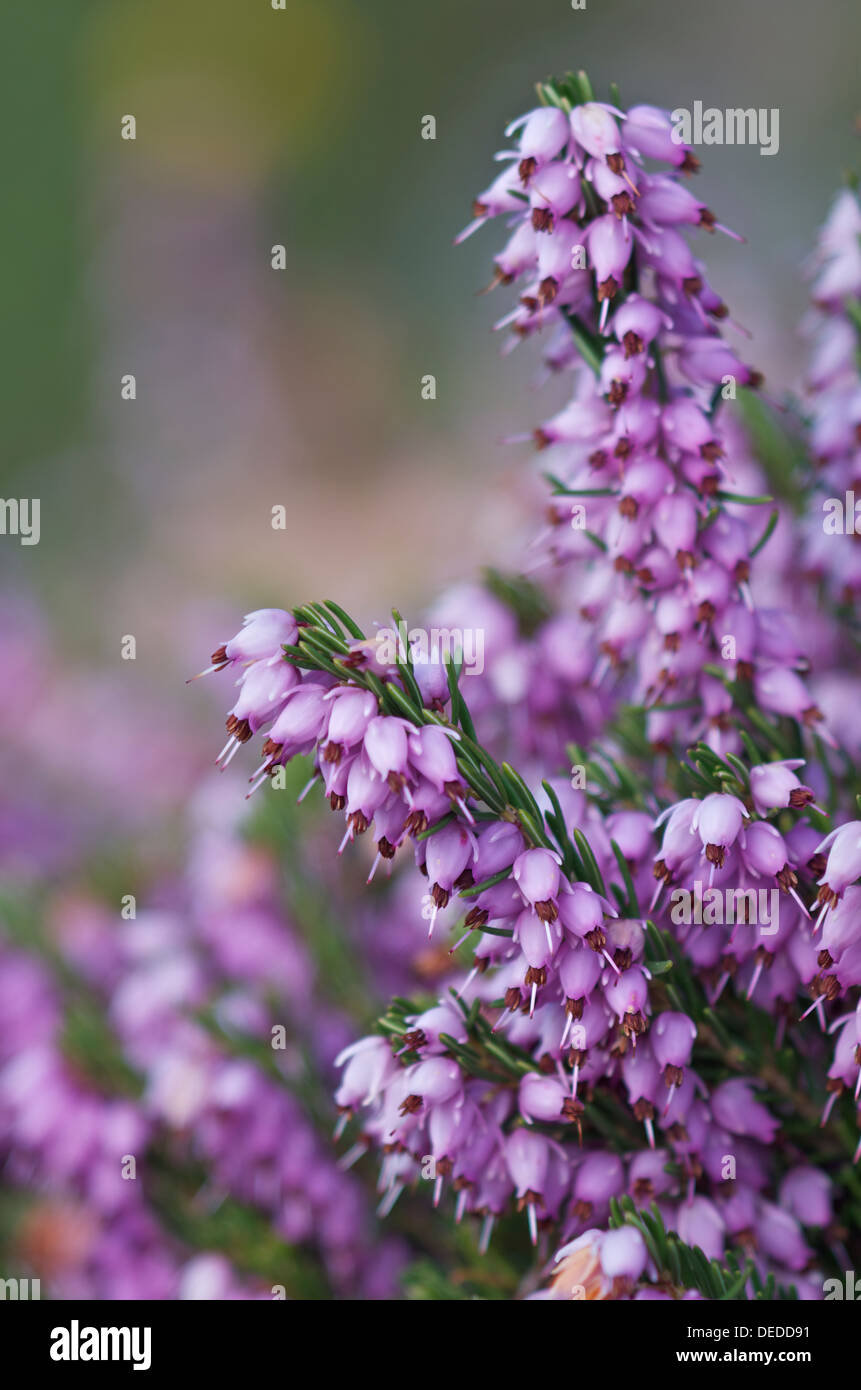 Bell Heather Erica Cinerea Stock Photo - Alamy
