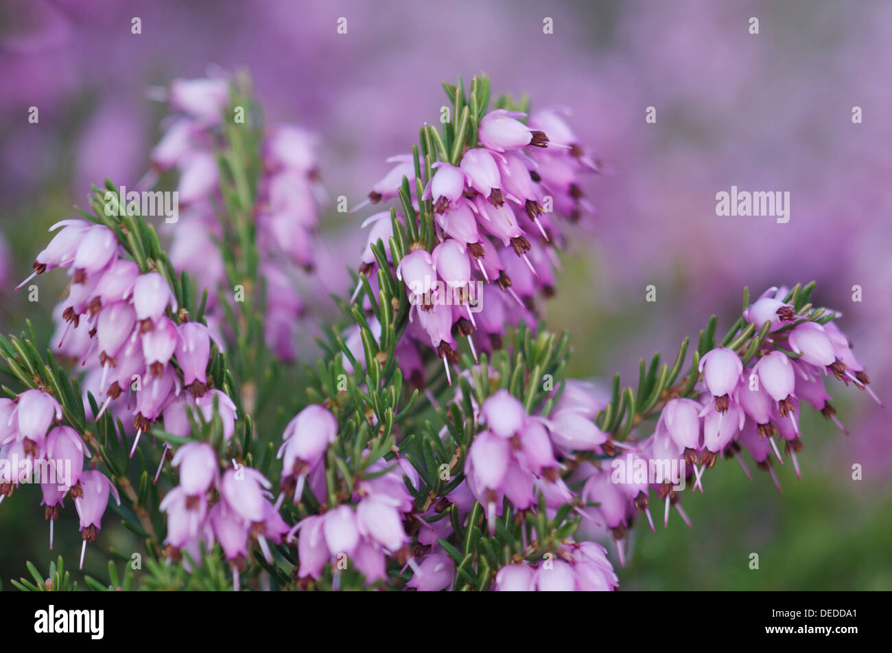 Bell Heather Erica Cinerea Stock Photo - Alamy