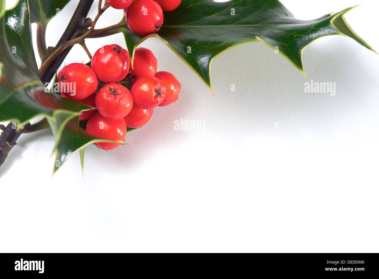 Holly sprig isolated hi-res stock photography and images - Alamy