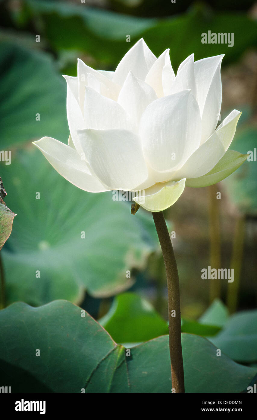 The Pure White Lotus Blooming in Basin Stock Photo - Alamy