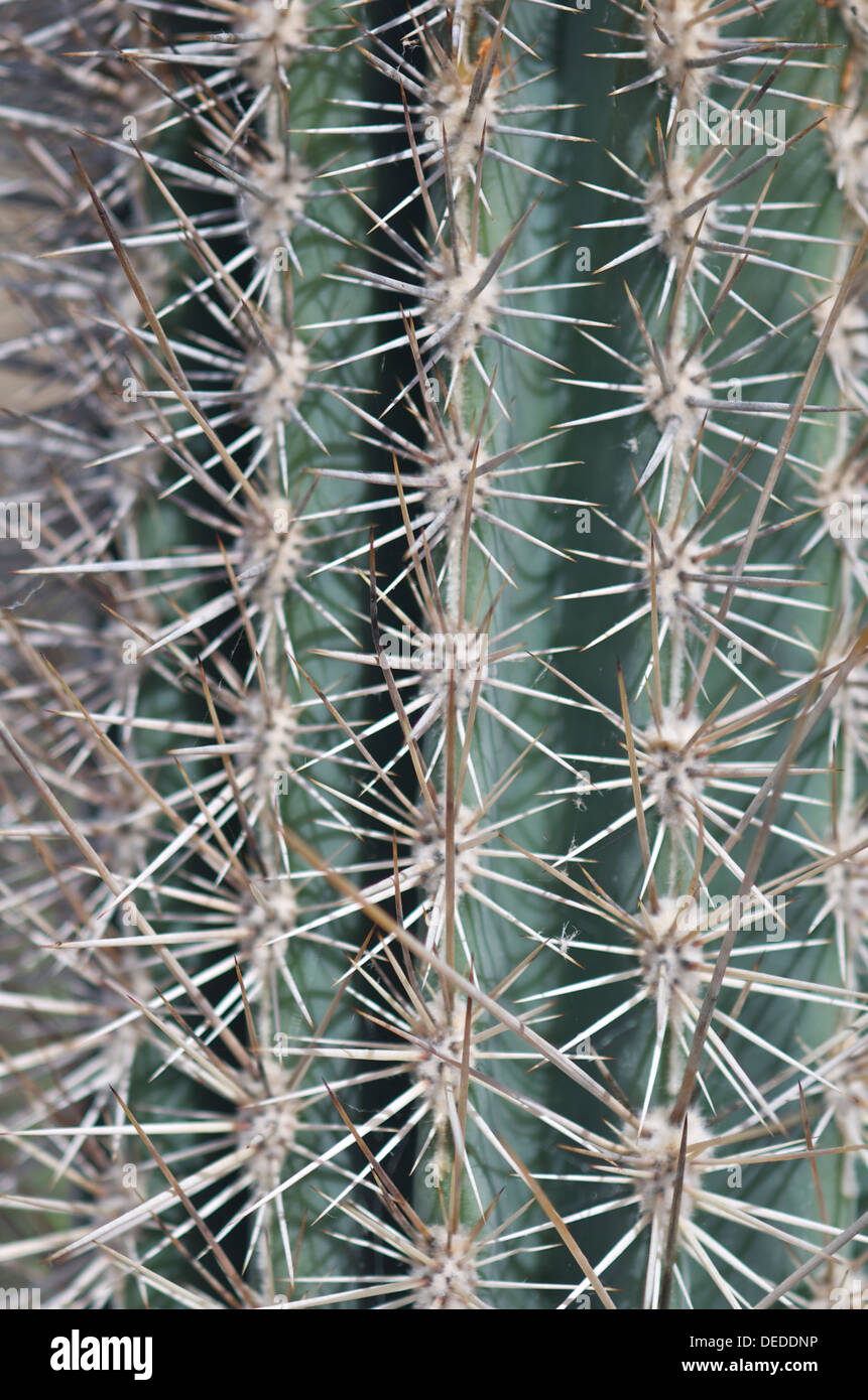 close up of spines on cactus Stock Photo - Alamy