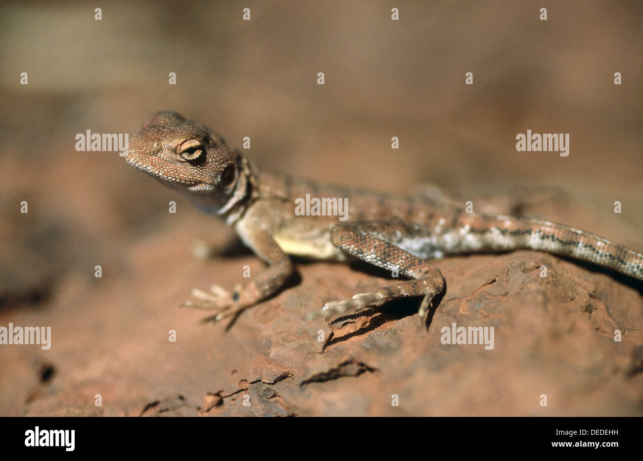 Great Sandy Desert Animals