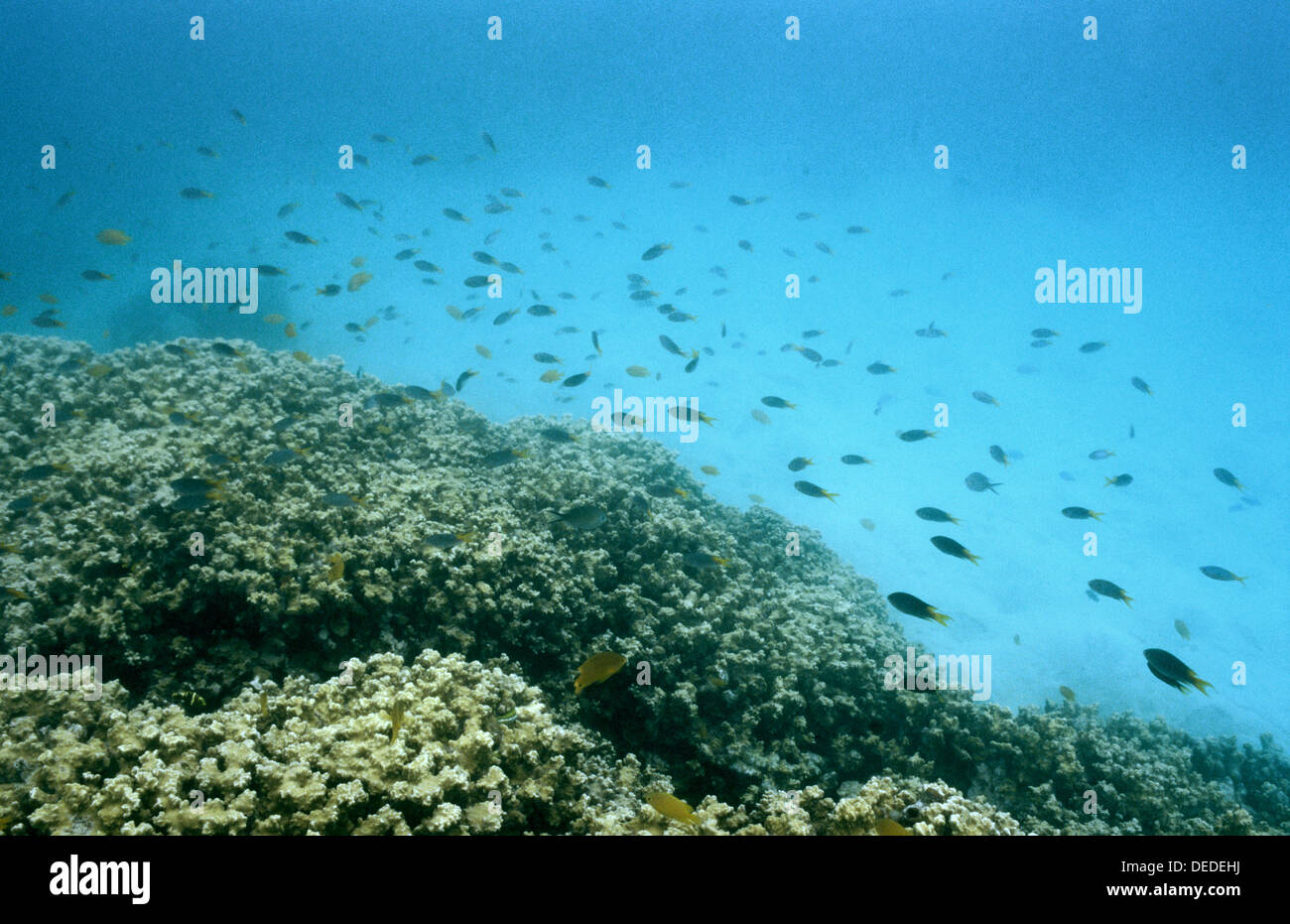 Cooktown great barrier reef hi-res stock photography and images - Alamy