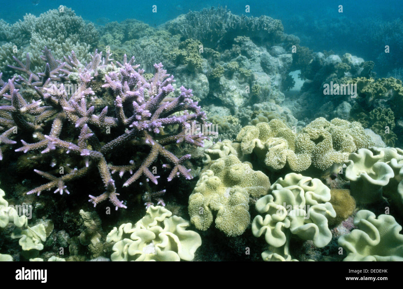 Cooktown great barrier reef hi-res stock photography and images - Alamy