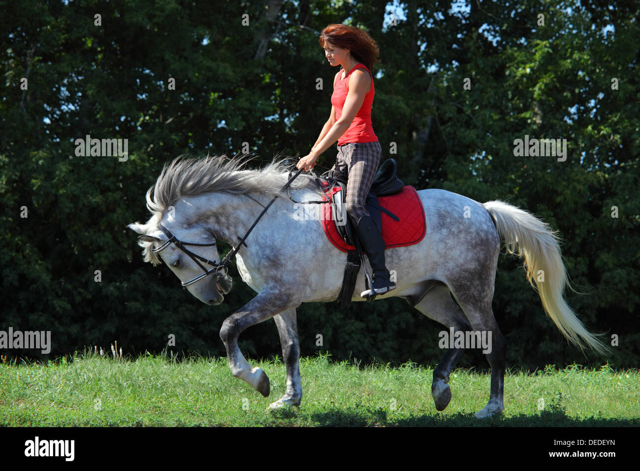 Equestrian on horseback in summer nature Stock Photo - Alamy