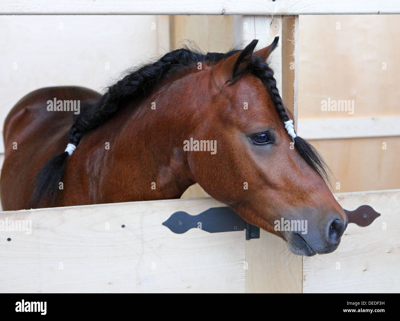Portrait of beautiful Shetland pony in stable Stock Photo - Alamy